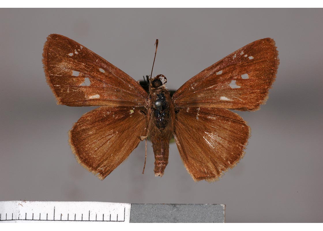 Cobalopsis nero specimen, [BMNH]